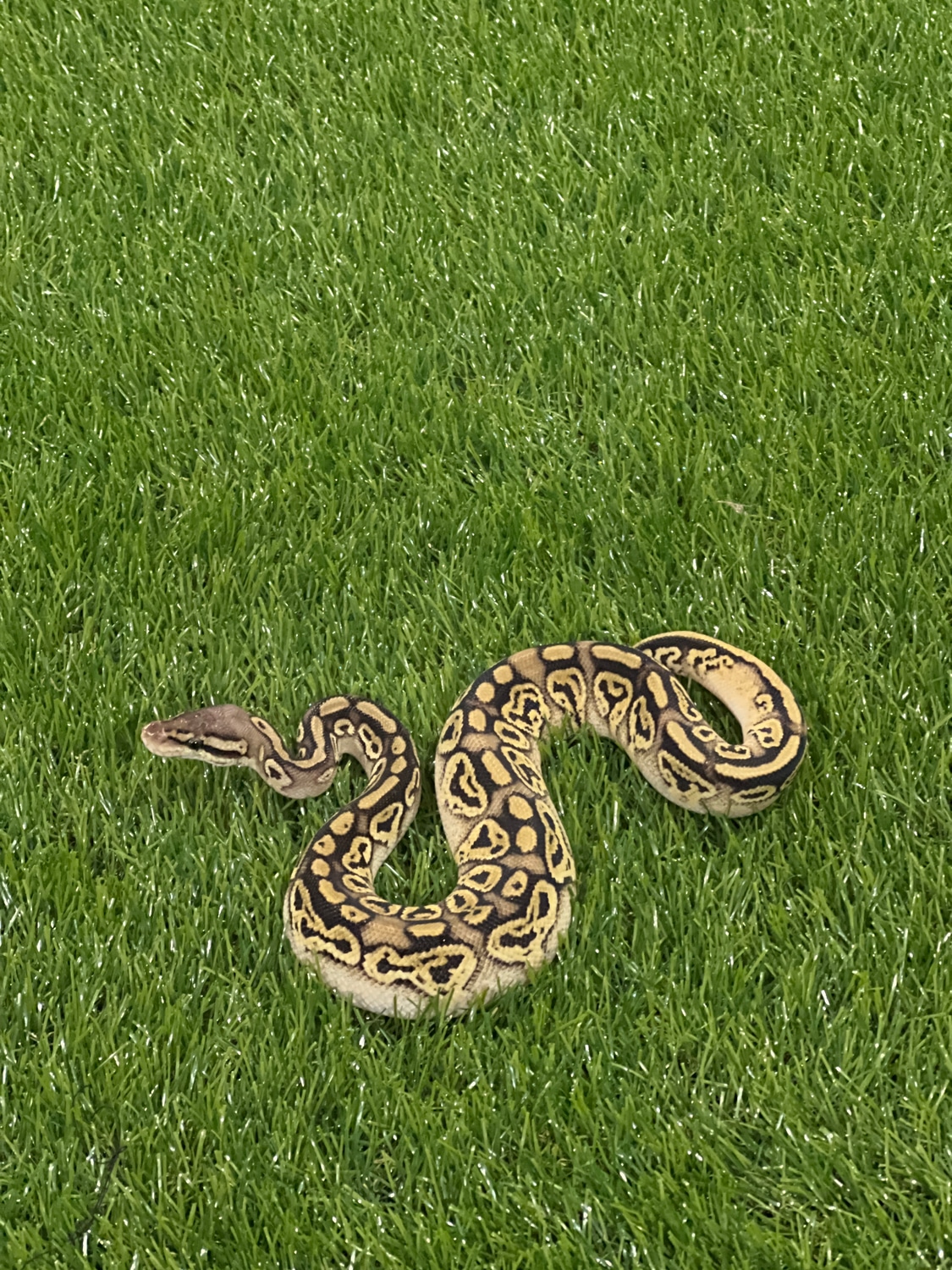 Pastel Bongo Het Albino 50% Het Clown Ball Python by Queen City Exotics ...