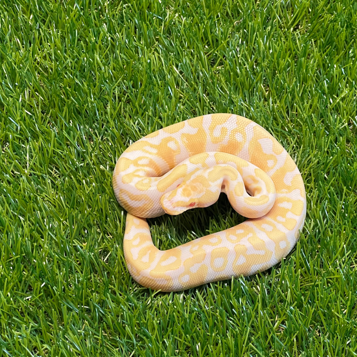 Albino Spotnose 100% Het Clown Ball Python by Queen City Exotics ...