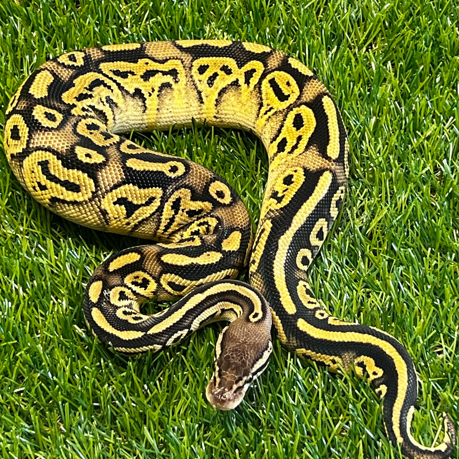 Pastel Bongo 100% Het Albino Ball Python by Queen City Exotics ...