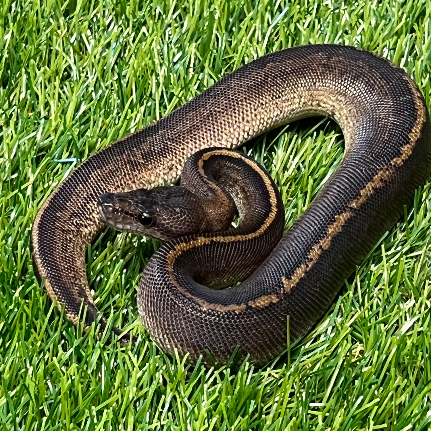 Suma 100% Het. Albino Poss Shatter Ball Python by Queen City Exotics ...