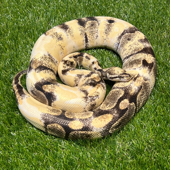 Paradox Albino 100% VPI Axanthic Ball Python by Queen City Exotics