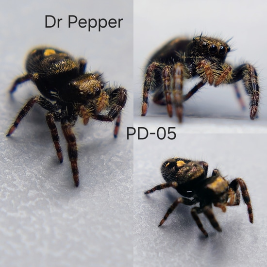 Unsexed Phiddipus Audax Bryantae - Dr Pepper Jumping Spider by Queso Spoods