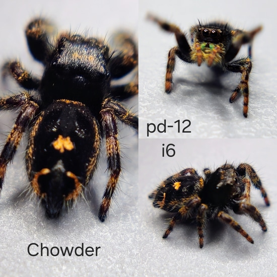 Unsexed Phiddipus Audax Bryantae - Chowder Jumping Spider by Queso Spoods