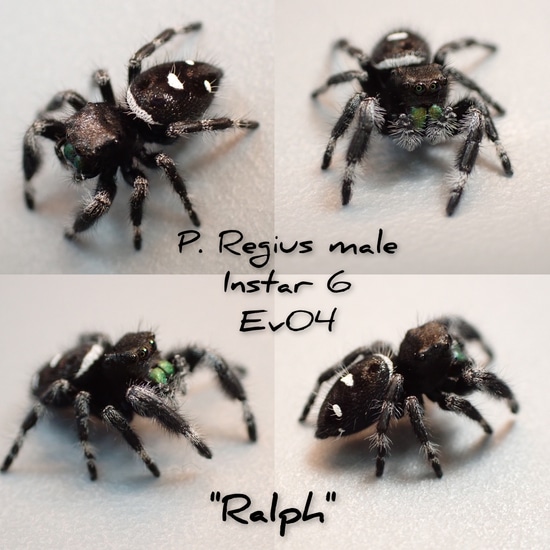 Regius Male "Ralph" Jumping Spider by Queso Spoods