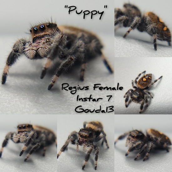 Juvenile Regius Female Jumping Spider by Queso Spoods