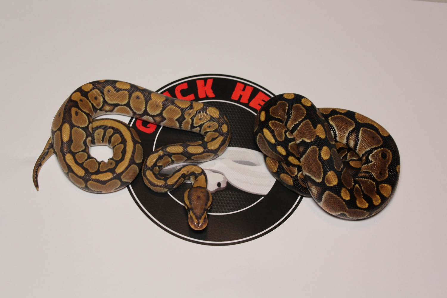 Hypo 66% Het Sunset Pair Ball Python by Quick Herp - MorphMarket