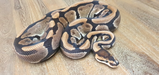 Blade Crypton Ball Python by Reptiles, Rodents & Racks 4 Africa