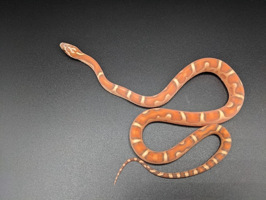 Scaleless Hypo Het. Anery Corn Snake by Quirky Snakes - MorphMarket