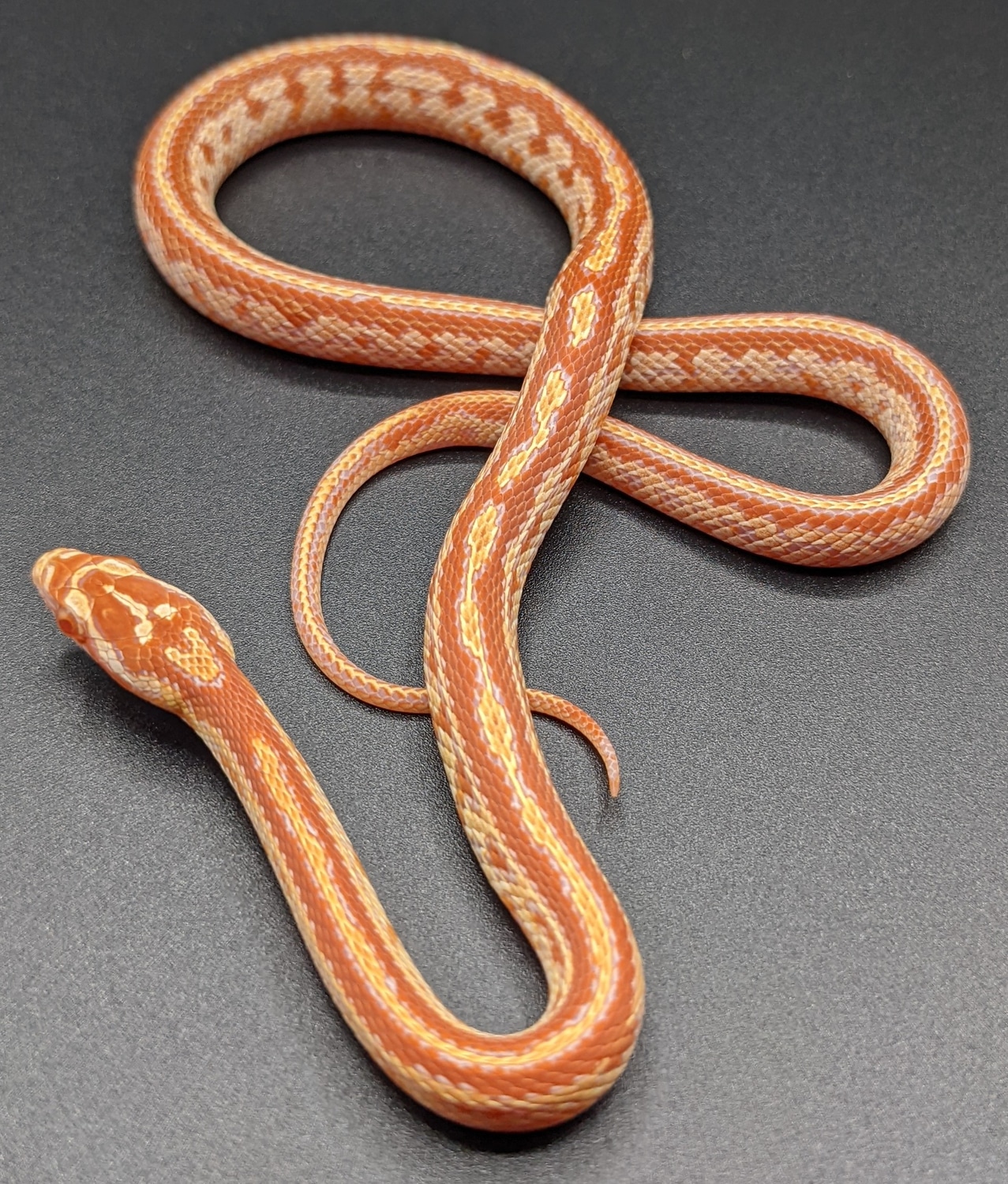 Amelanistic Corn Snake by Quirky Snakes - MorphMarket