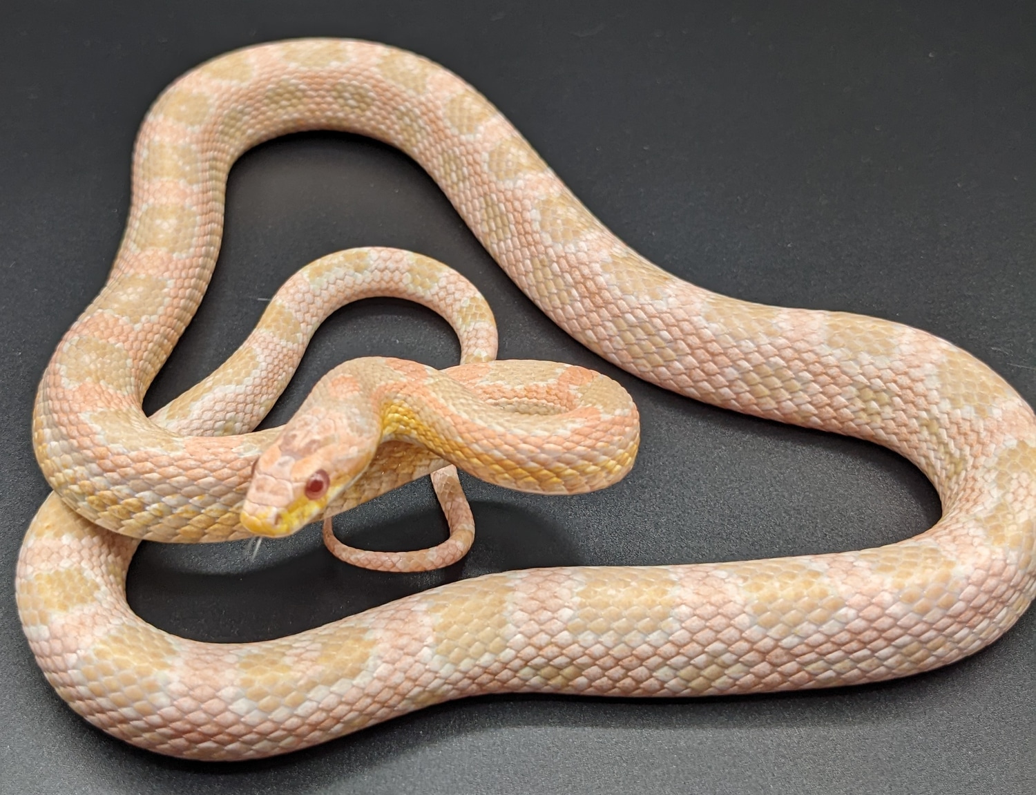 RTB Salmon Hypo Or Het Hypo Corn Snake by Quirky Snakes - MorphMarket