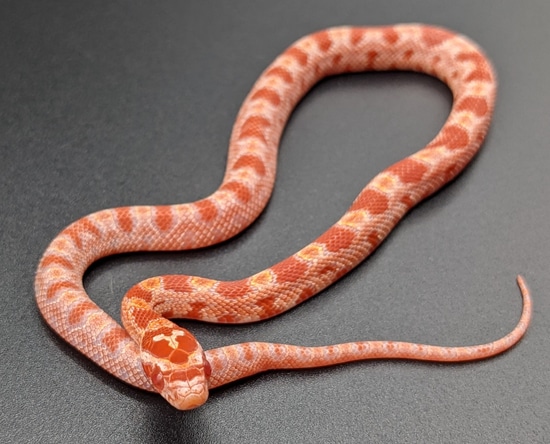 Red Factor Amel Het.. Corn Snake by Quirky Snakes