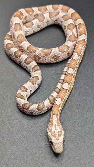 BOGO 50% Off Coral Ghost Corn Snake by Quirky Snakes