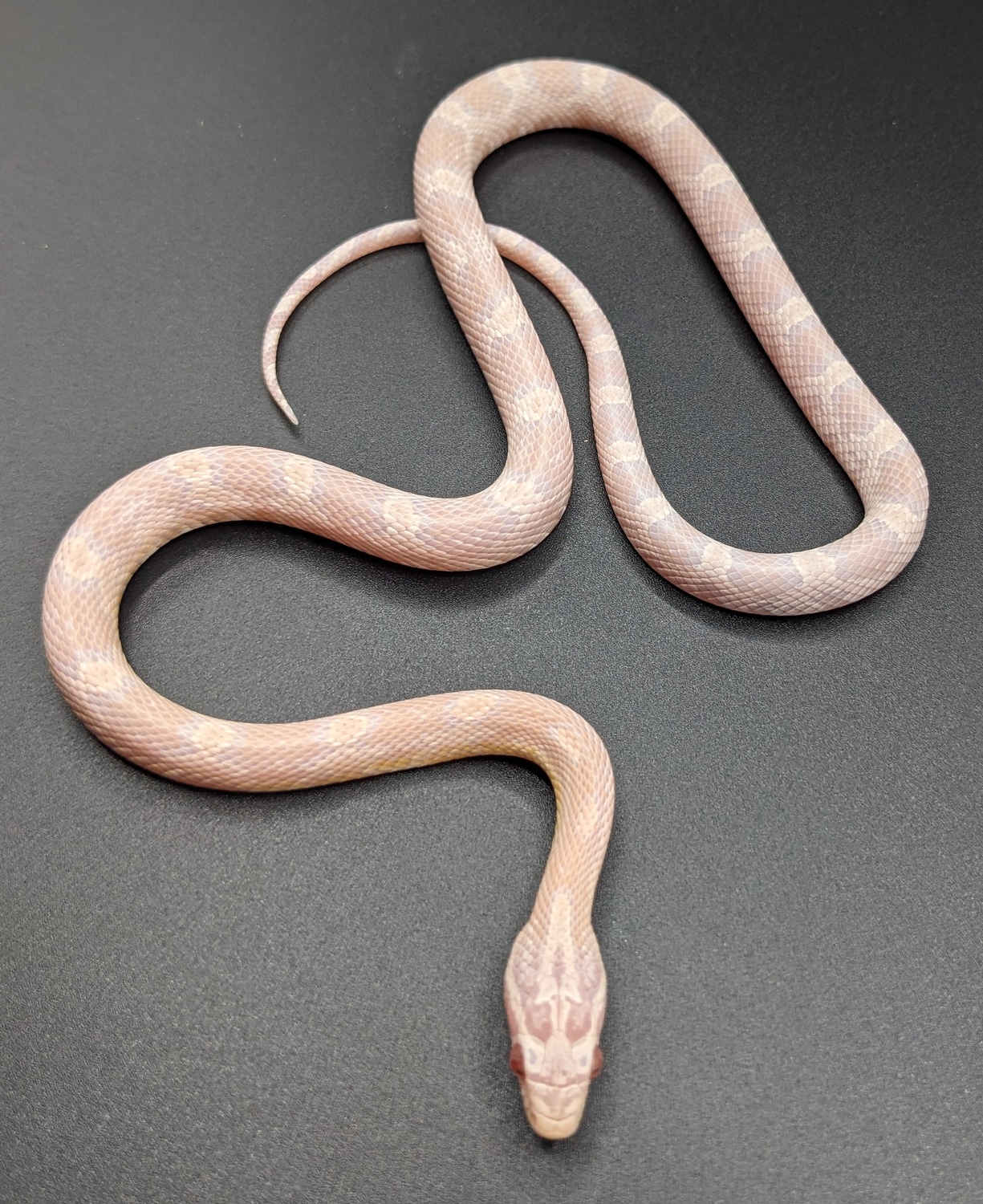 YEARLING Salmon Corn Snake by Quirky Snakes - MorphMarket