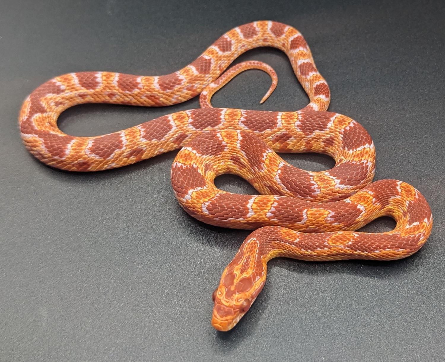 YEARLING Cherry Corn Snake by Quirky Snakes - MorphMarket