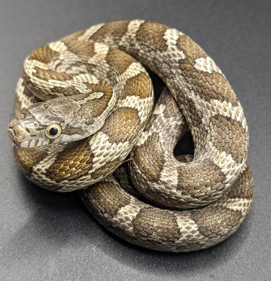 Yearling Gray Rat Snake by Quirky Snakes