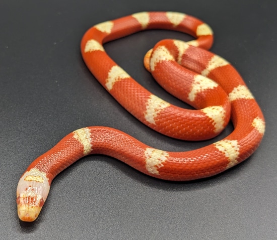 Sub Adult Het Splotched Nelson's Milk Snake by Quirky Snakes