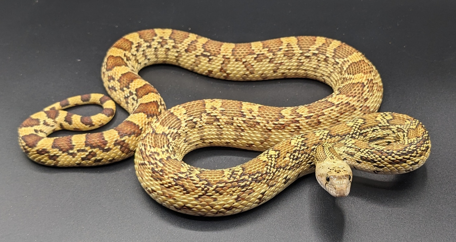 Lajitas Sub Adult Gopher Snake by Quirky Snakes - MorphMarket
