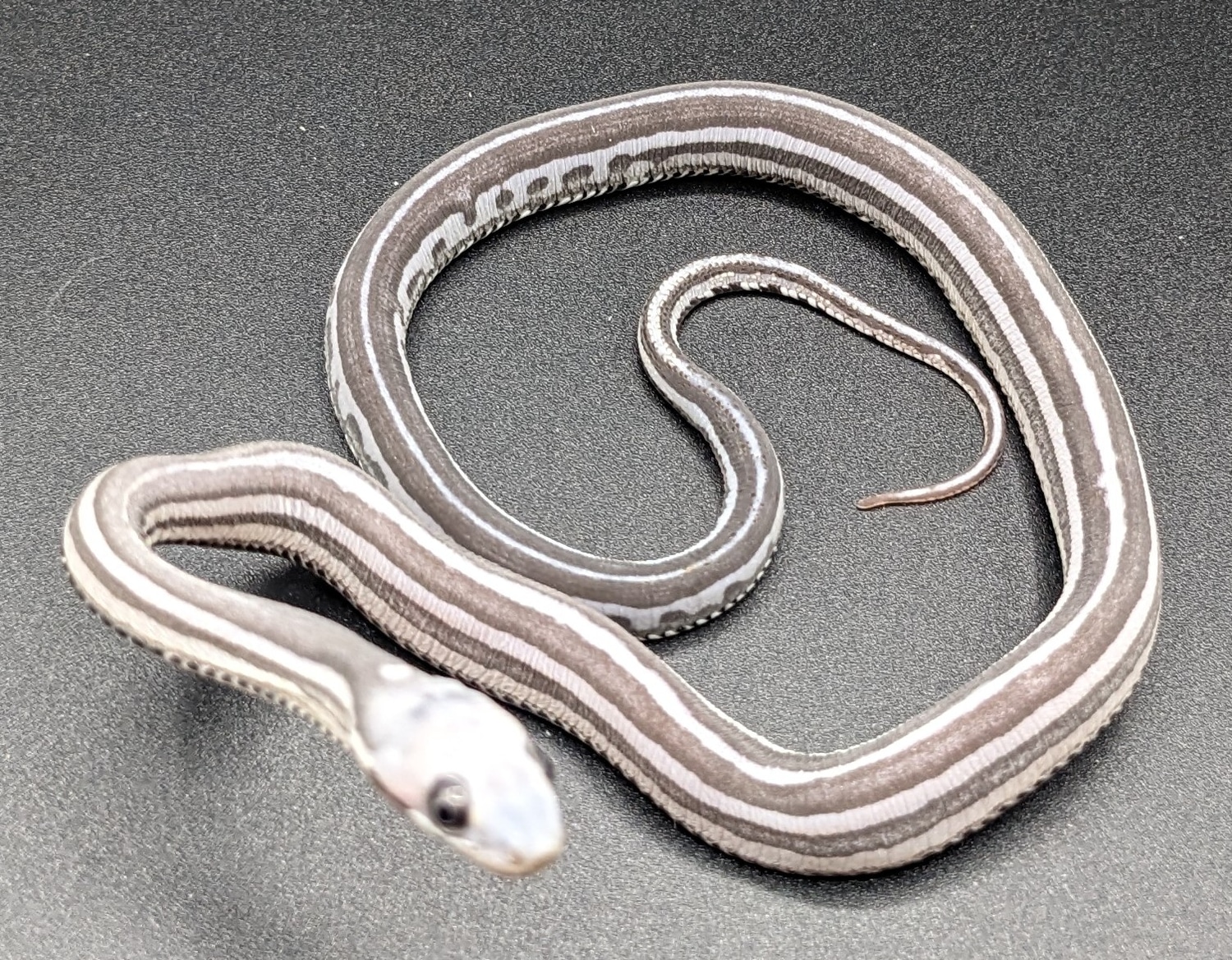 SL Anery Tessera Corn Snake by Quirky Snakes - MorphMarket
