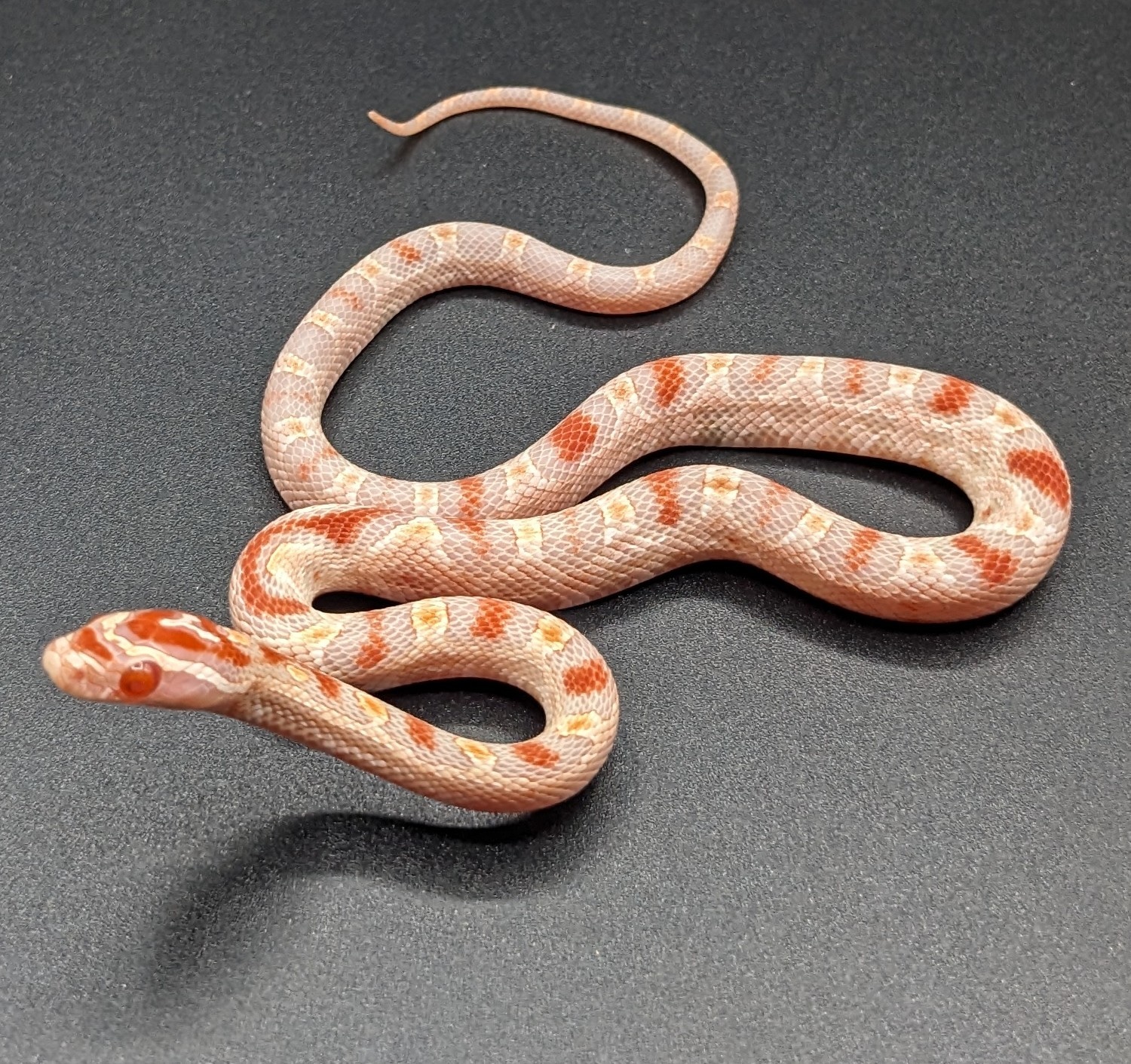 Extreme Reverse Okeetee Corn Snake by Quirky Snakes - MorphMarket
