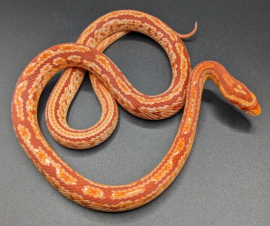 YEARLING Red Factor Tessera Corn Snake by Quirky Snakes