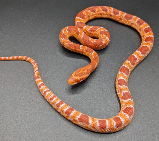 YEARLING Cherry Corn Snake by Quirky Snakes