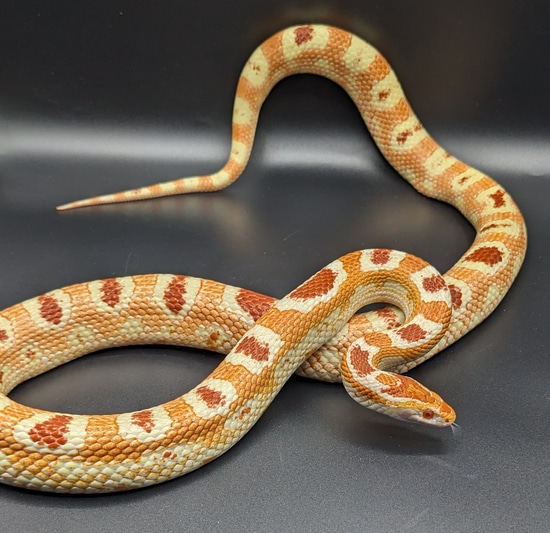 ADULT ERO Corn Snake by Quirky Snakes