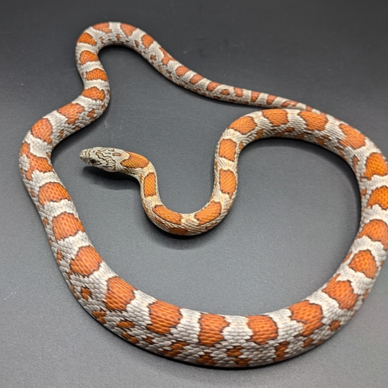 Sunkissed Miami Corn Snake by Quirky Snakes