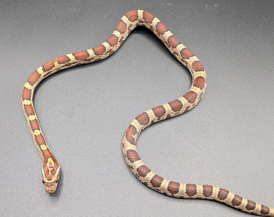 Normal Corn Snake by Quirky Snakes