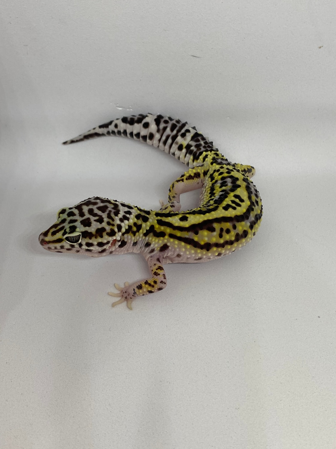 Black Night Mack Snow Bold Het Eclipse & Tremper TSF Leopard Gecko by ...