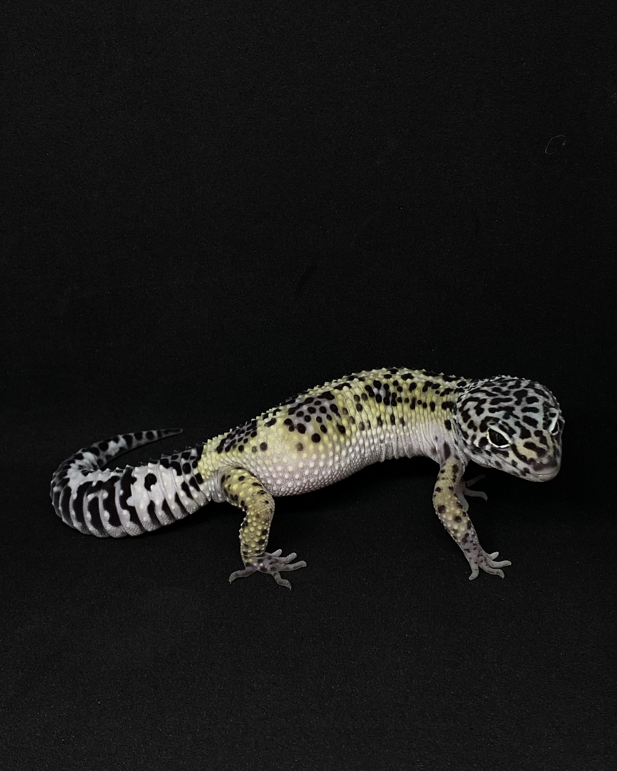 Black Night Cross Mack Snow 100% Het Eclipse Het Tremper Leopard Gecko ...