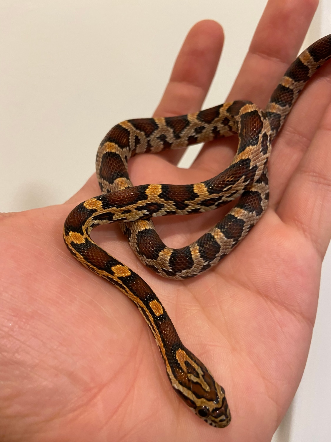 Okeetee Corn Snake by Living Attractions - MorphMarket