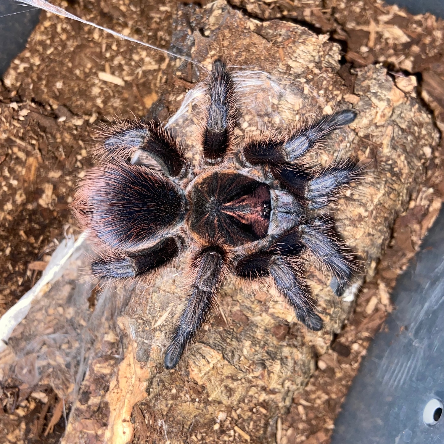 Hatian Birdeater (Phormictopus Cancerides) Tarantula by Living ...