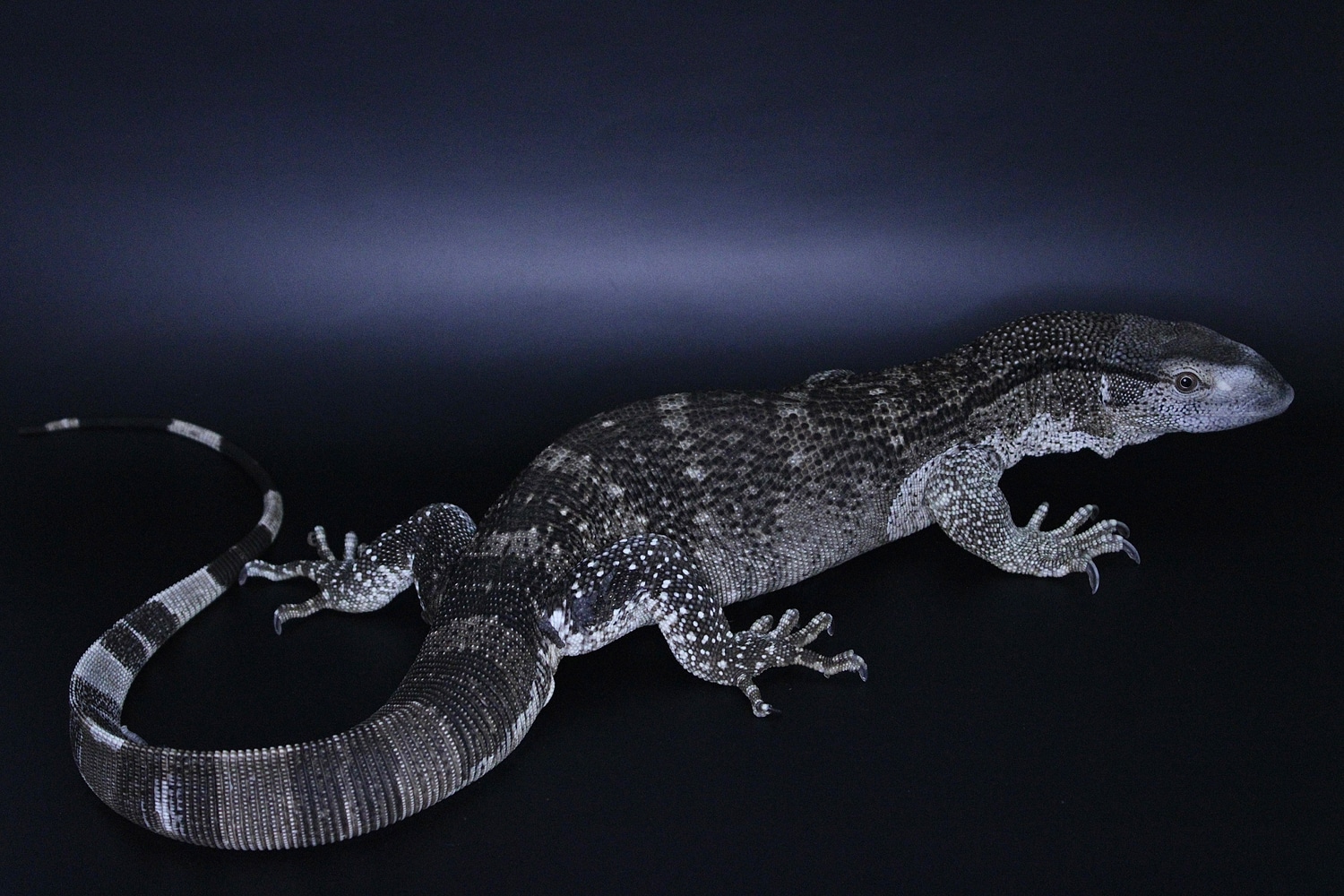 2022 USCBB White Throat White-Throated Monitor by Living Attractions ...