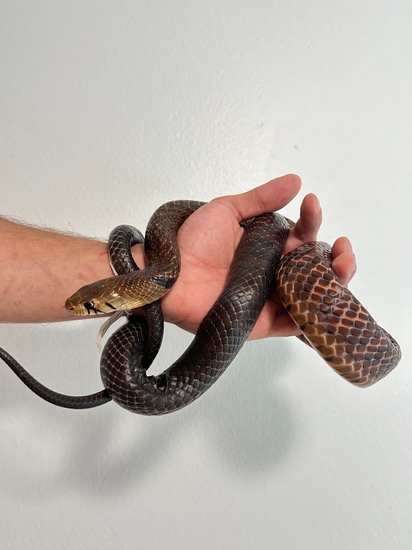 Female Yucatán Red Cribo & Indigo Snakes by Living Attractions
