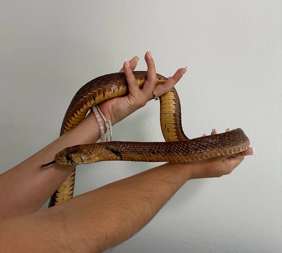 Yucatán Red Cribo & Indigo Snakes by Living Attractions