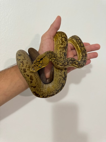 Female Timor Python by Living Attractions