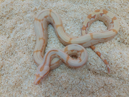 Sharp Sunglow Arabesque Boa Constrictor by Simply sharp boas