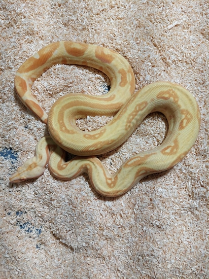 Sharp Sunglow Het Leopard Boa Constrictor by Simply sharp boas