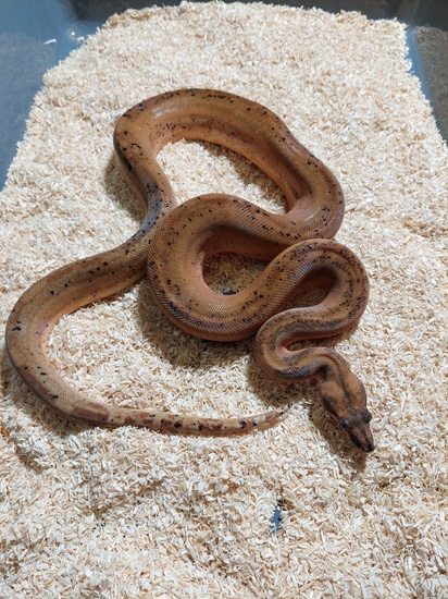 Super Hypo Leopard 66% Het Sharp Albino Boa Constrictor by Simply sharp boas