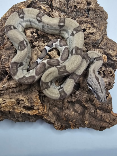 Ghost Het Sharp Albino Boa Constrictor by Simply sharp boas