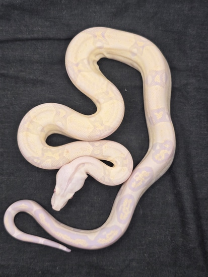 Sharp Albino Snowglow Boa Constrictor by Simply sharp boas