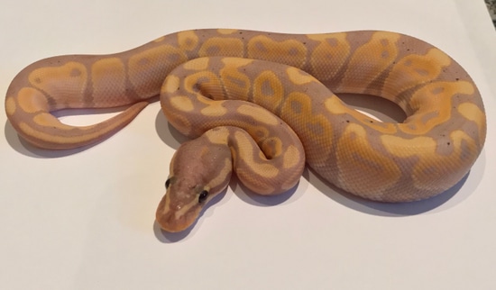 Banana Ball Python by Just for Pets Inc.