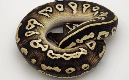 Blackhead Mojave Ringer Gene Het Hypo Ball Python by R3n3gad3 Reptiles Llc
