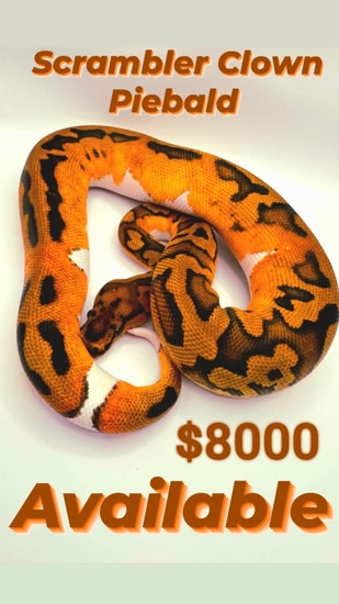 💥Scrambler Clown Piebald [F]💥 Ball Python by R3n3gad3 Reptiles Llc