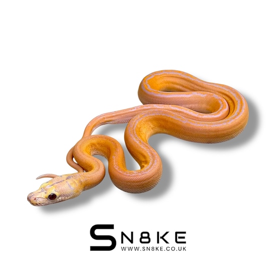 Lavender Albino Goldenchild Reticulated Python by SN8KE