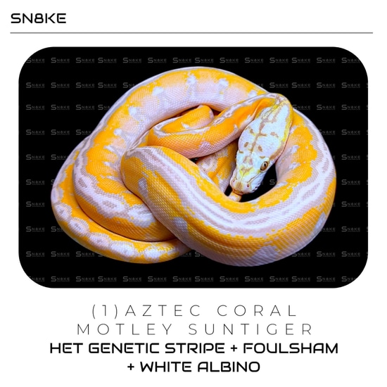 Aztec Coral Motley Suntiger Het Genetic Stripe + Foulsham + Purple ...