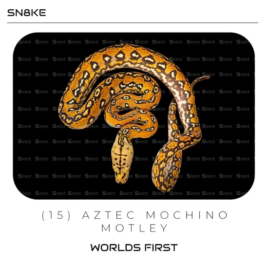 Aztec Mochino Motley Reticulated Python by SN8KE