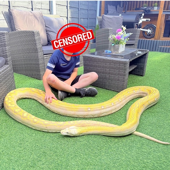 Purple Albino Golden Child Reticulated Python by SN8KE