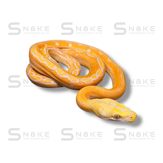 Lavender Albino Golden Child Reticulated Python by SN8KE