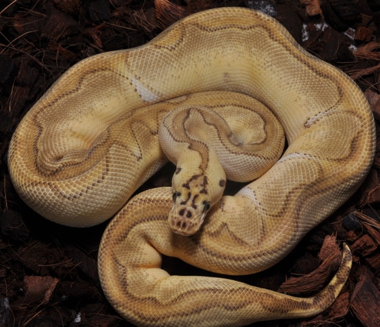 Pastel Russo Enchi Clown 450g Ball Python by Ramon Rojas Reptiles